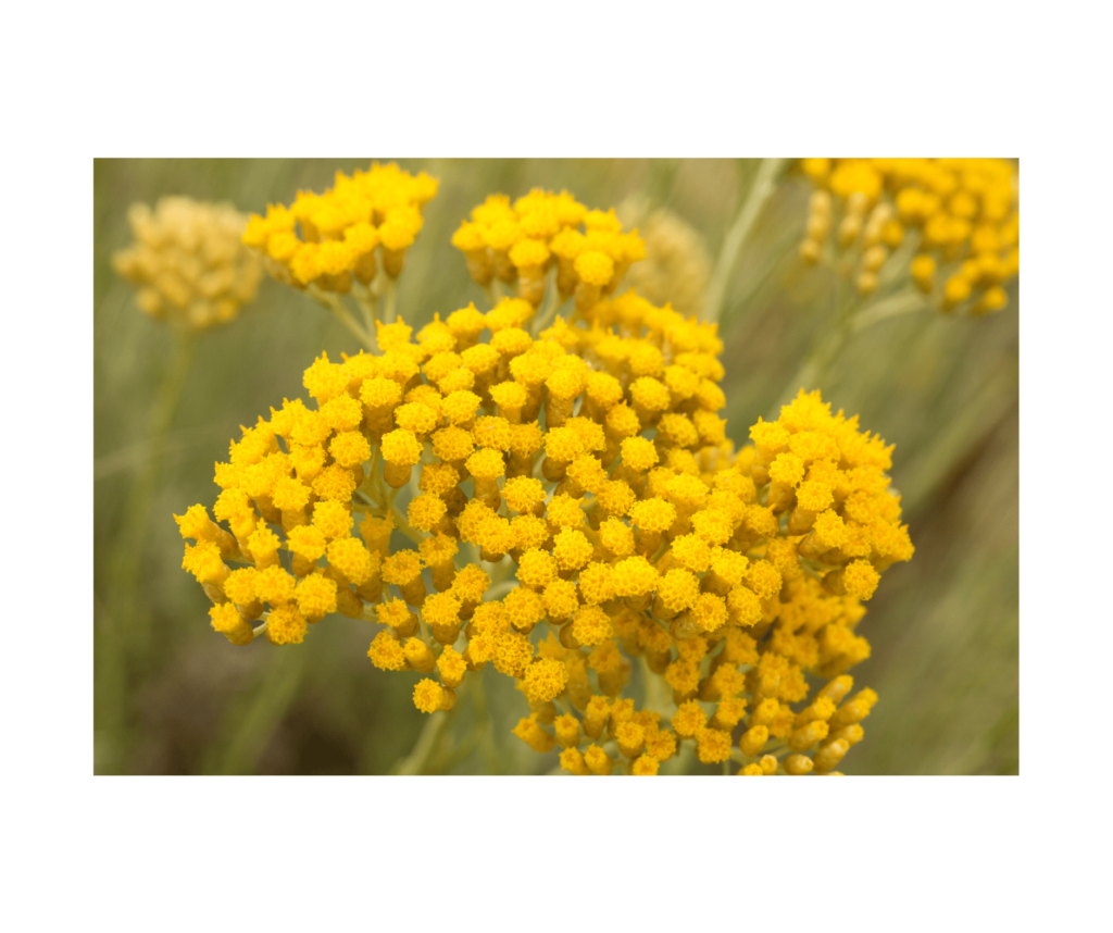 What Is Immortelle? | Mediterra Beauty